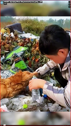 M2312012_Rescue Poor Dog Bandage On Its Head Dog Screams In Pai…_part2 ...